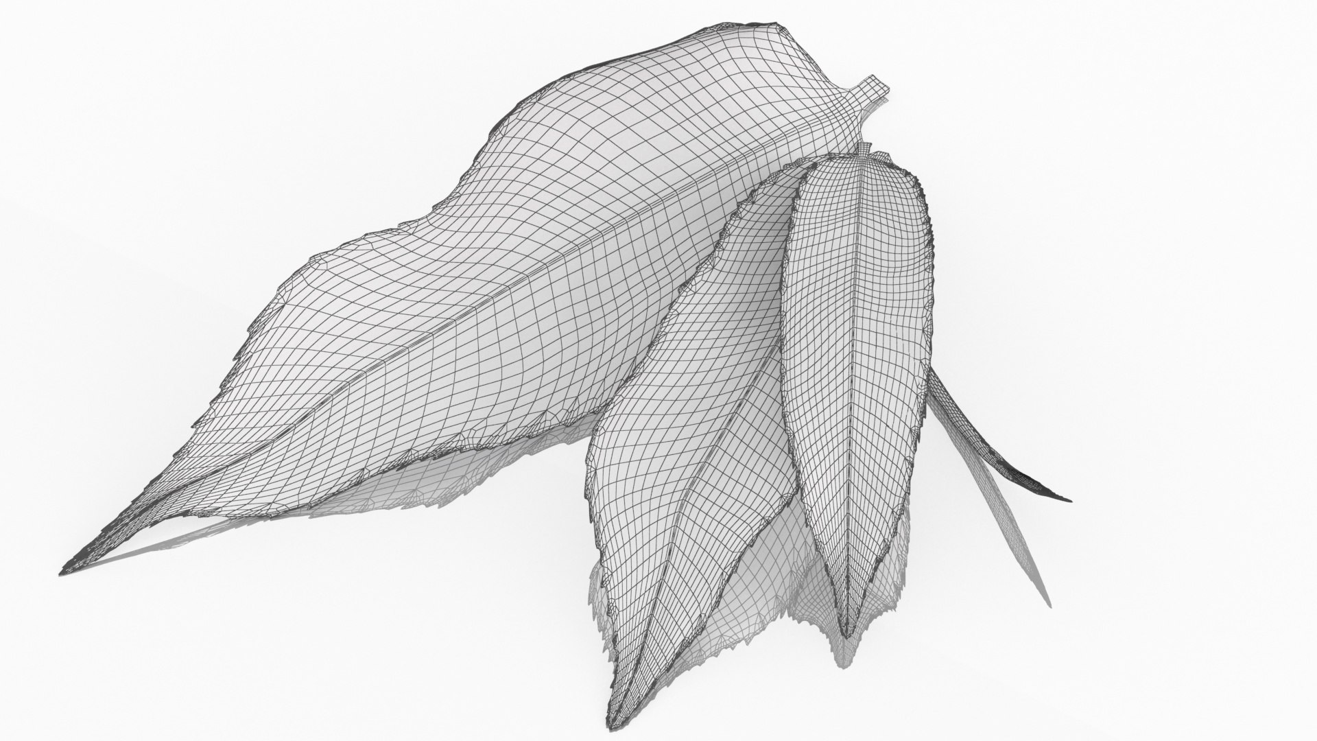 Tea Leaf 3D Model - TurboSquid 1484307