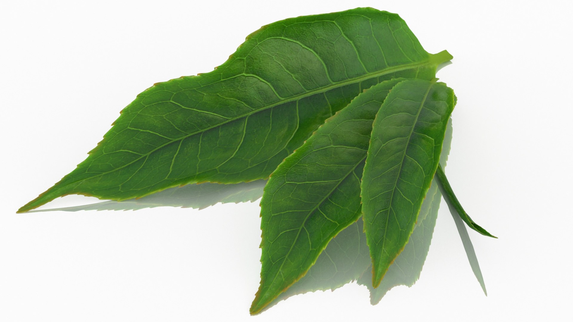 Tea Leaf 3D Model - TurboSquid 1484307