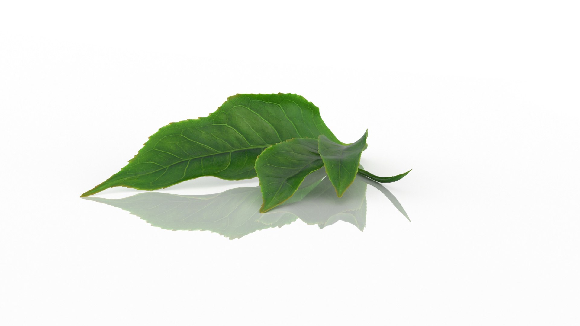 Tea Leaf 3D Model - TurboSquid 1484307