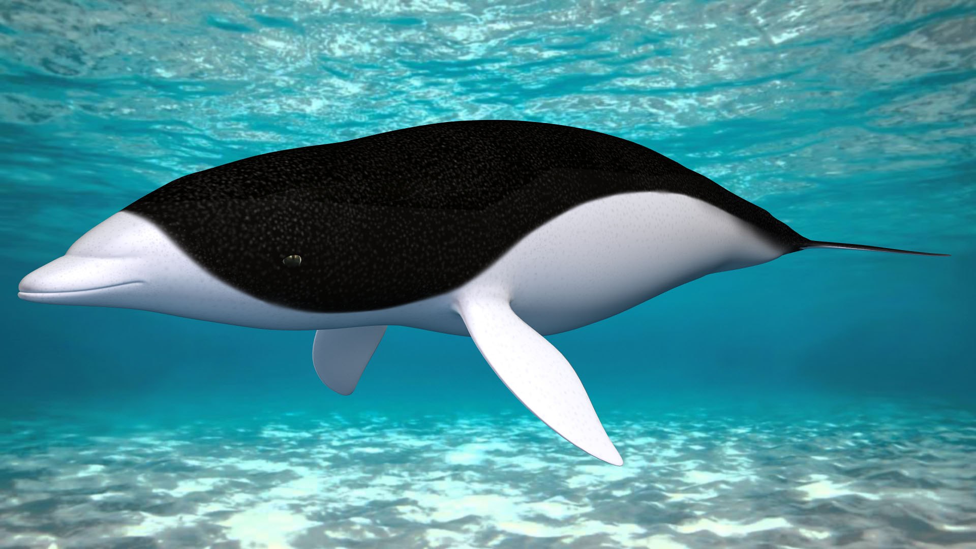 Dolphin Liso 3D Model - TurboSquid 1463025