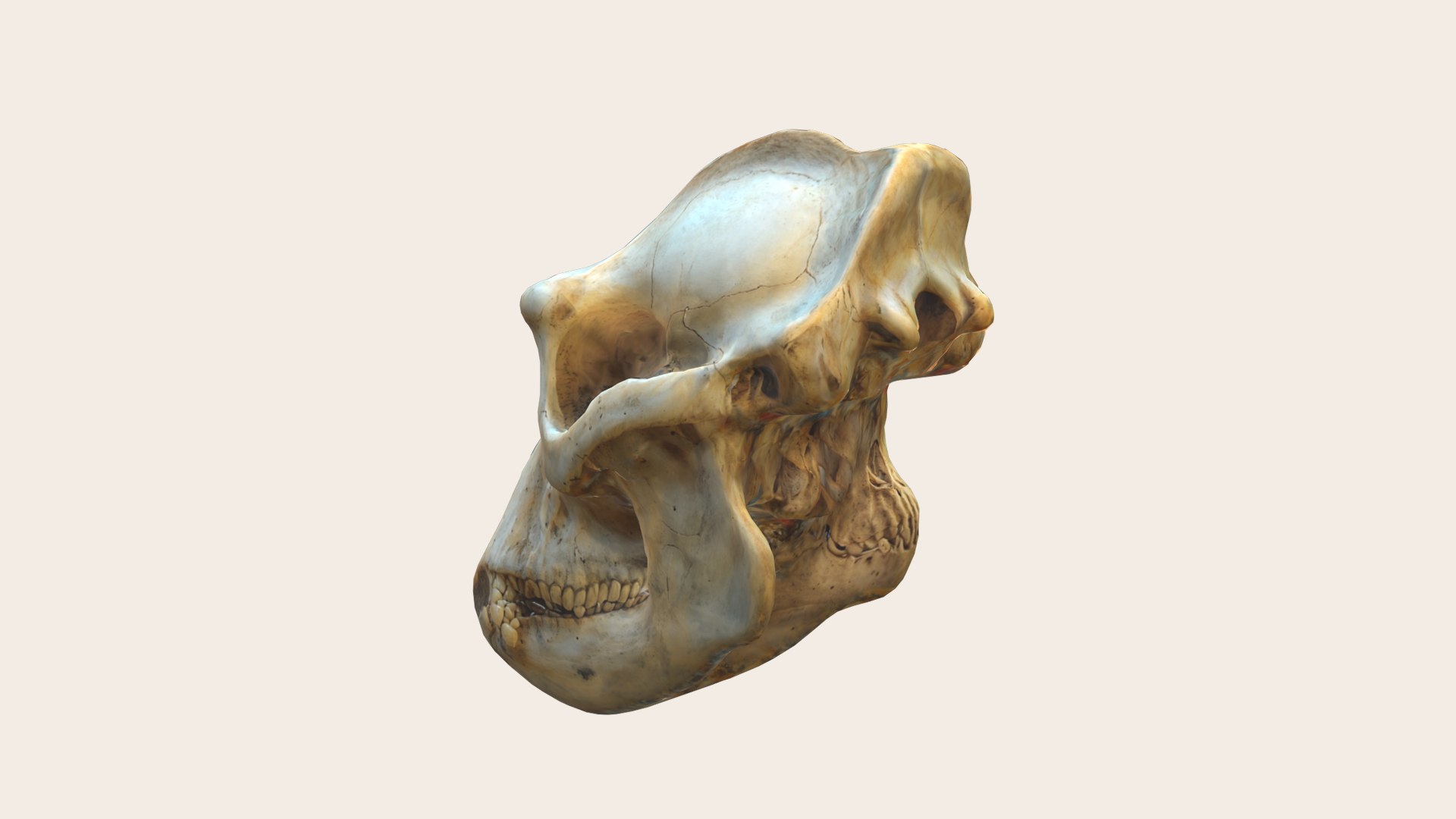 3D Gorilla Skull Model - TurboSquid 2283725