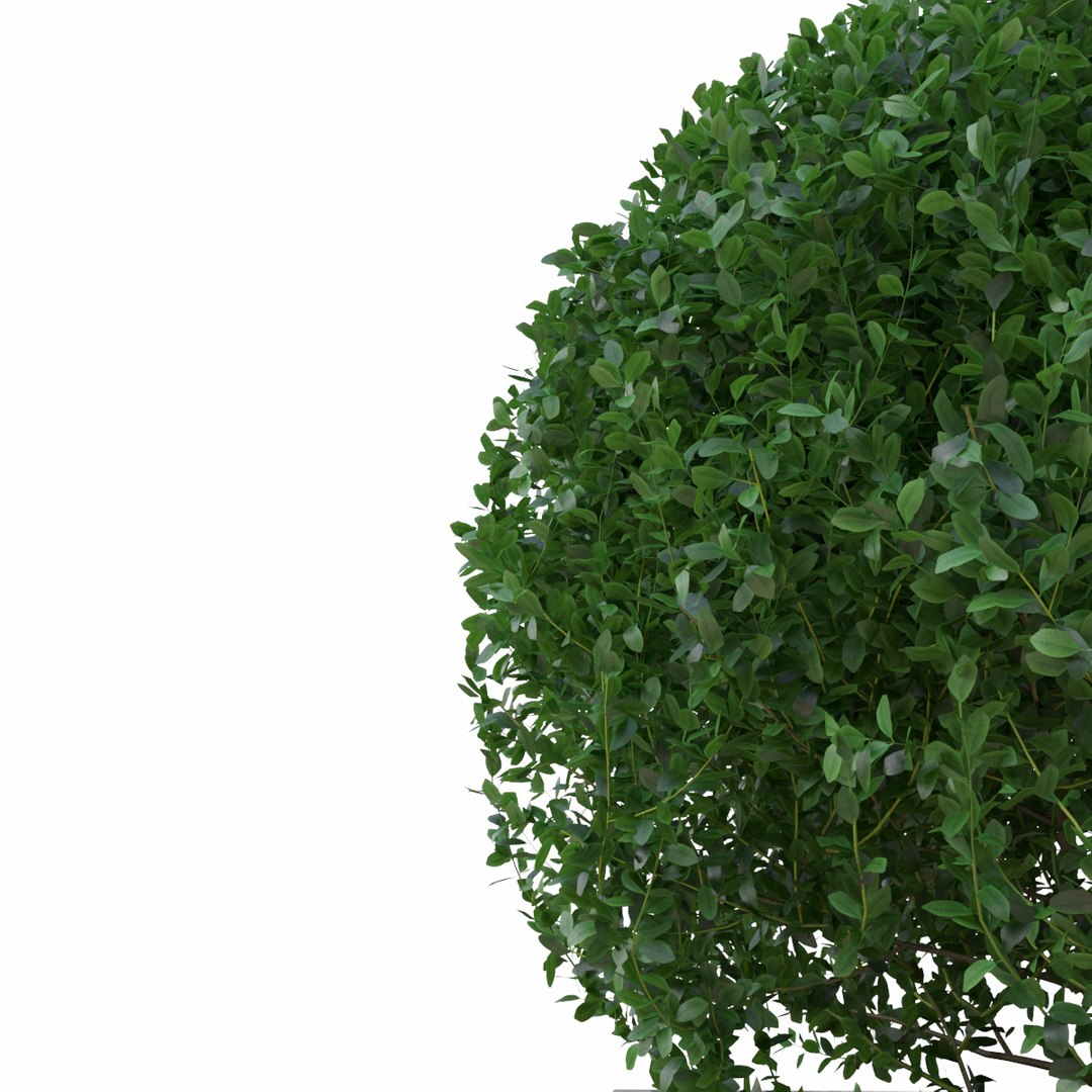 Buxus Bush Ball 3D - TurboSquid 1325449