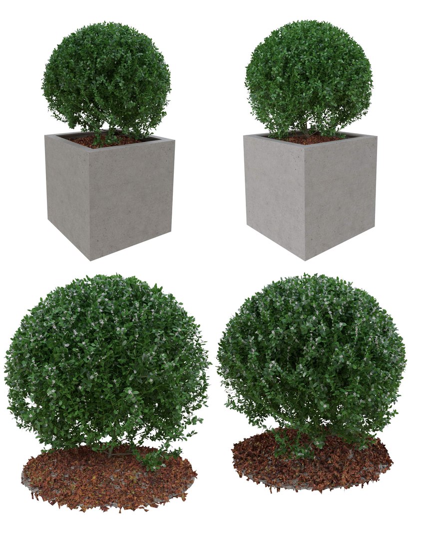 Buxus Bush Ball 3D - TurboSquid 1325449