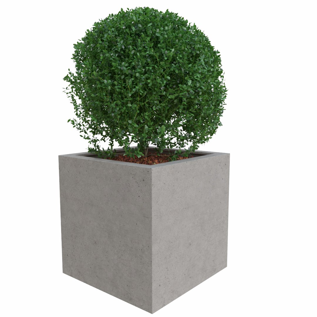 Buxus Bush Ball 3D - TurboSquid 1325449
