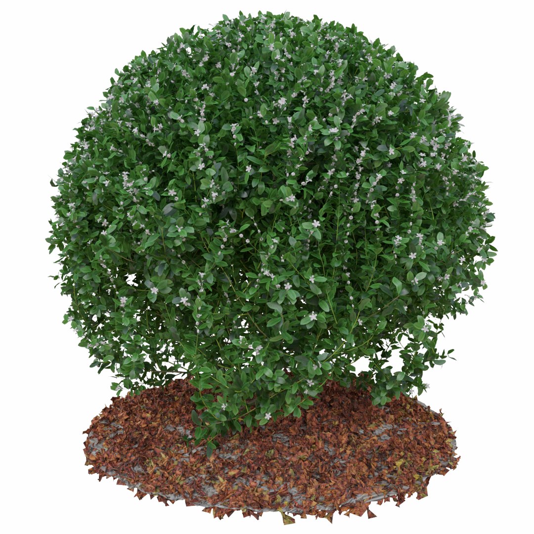 Buxus Bush Ball 3D - TurboSquid 1325449