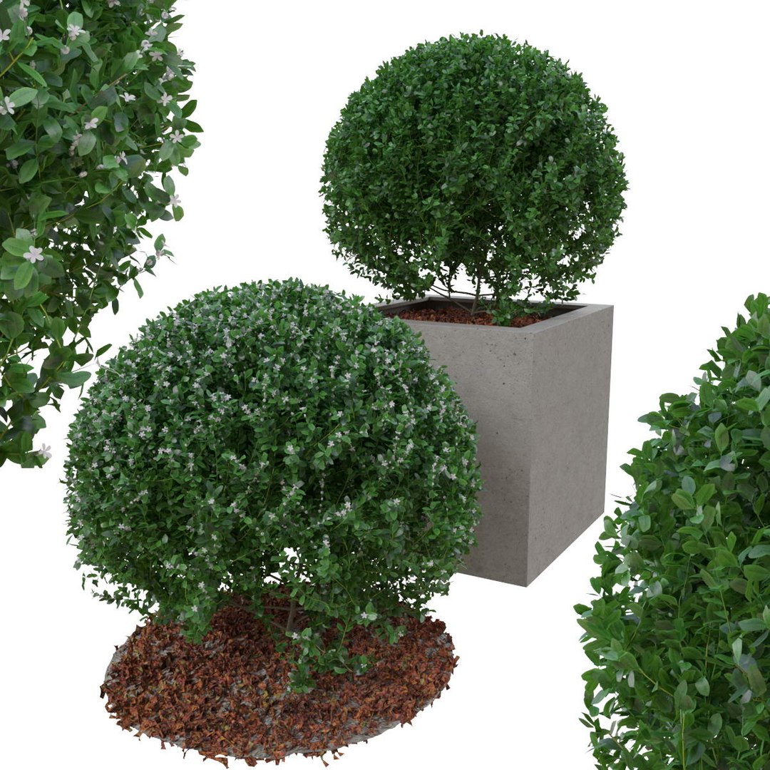 Buxus Bush Ball 3D - TurboSquid 1325449