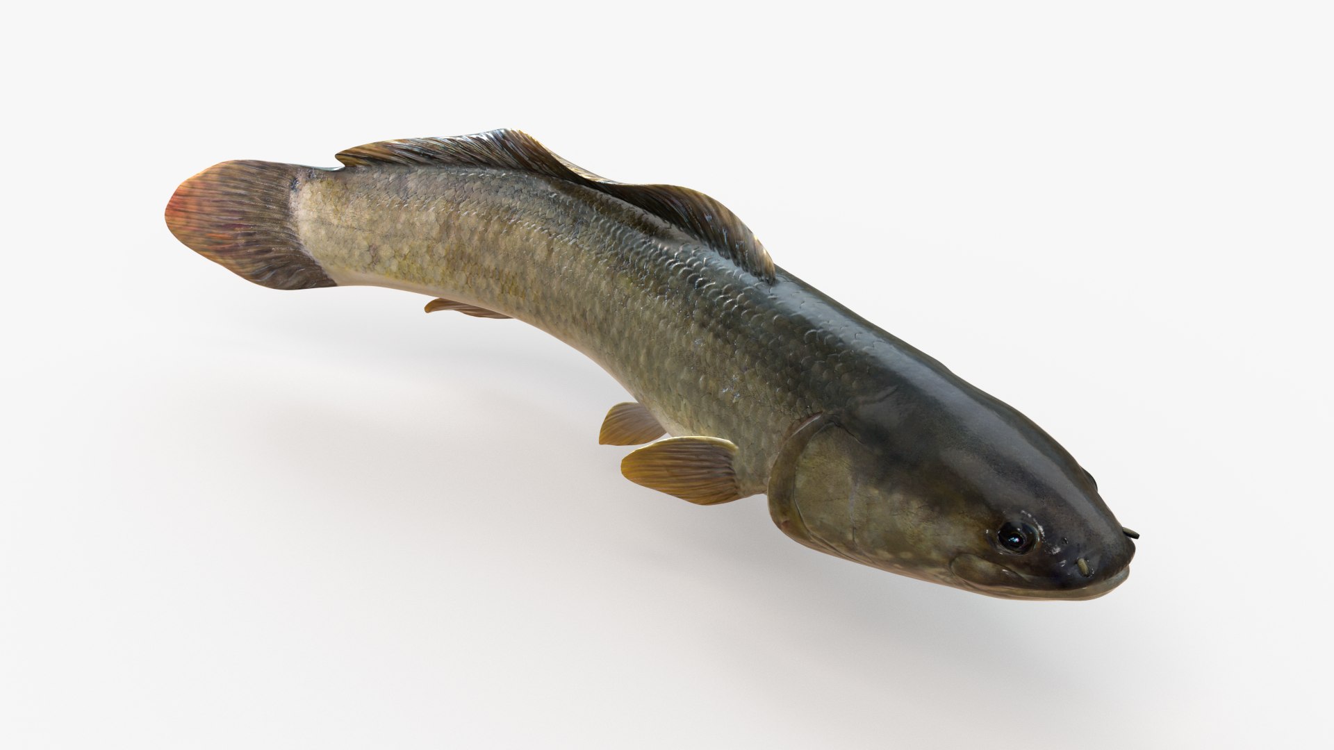 3D Bowfin Fish Animated Model - TurboSquid 1824097