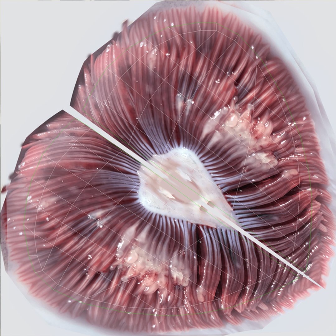 3D Bowfin Fish Animated Model - TurboSquid 1824097