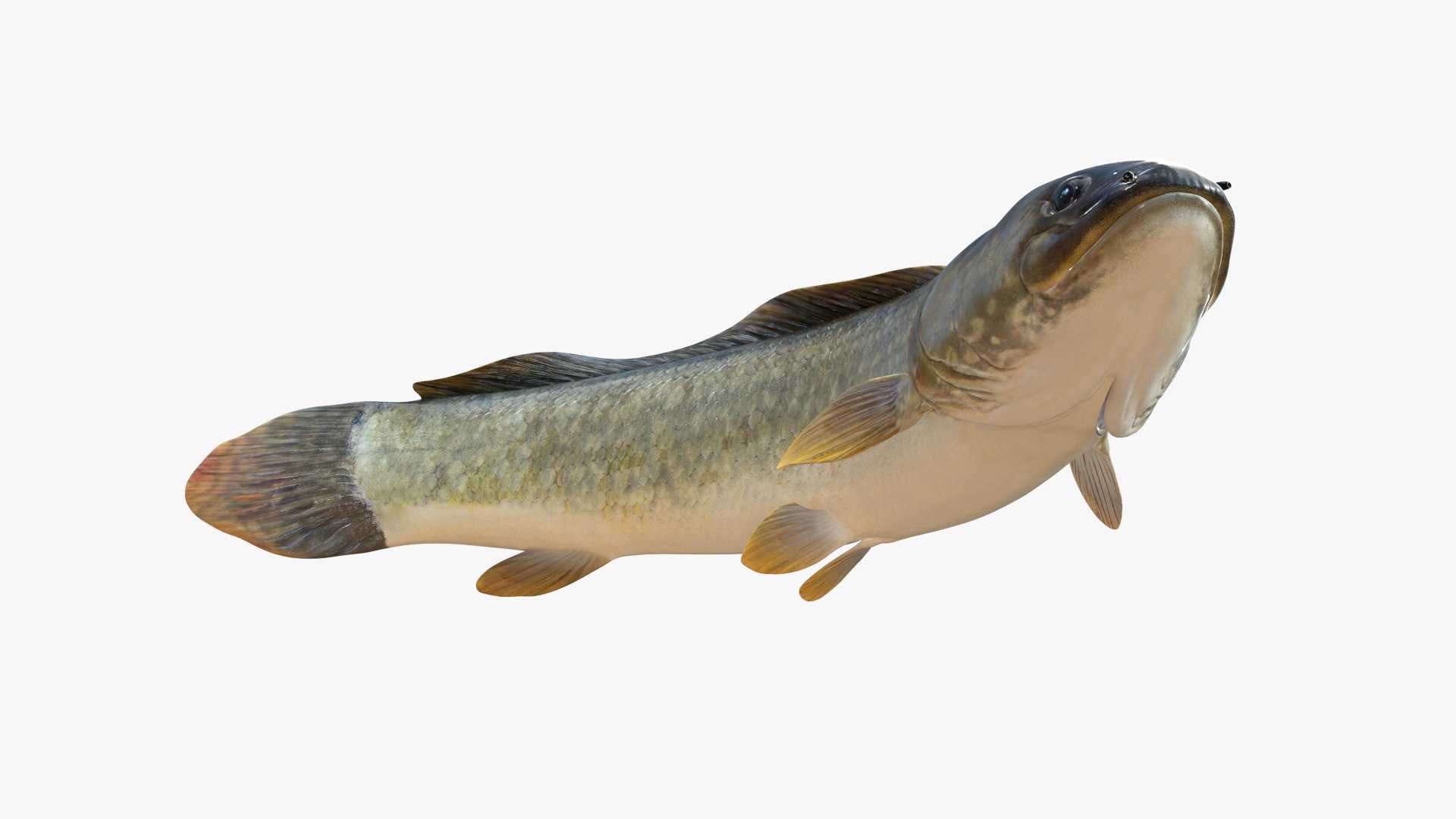 3D Bowfin Fish Animated Model - TurboSquid 1824097