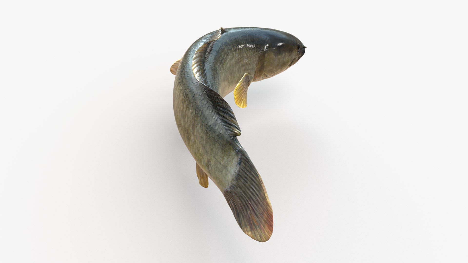 3D Bowfin Fish Animated Model - TurboSquid 1824097