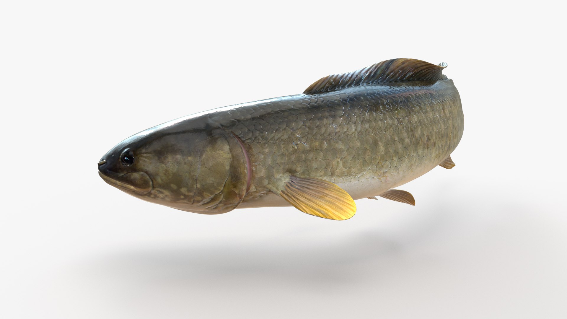 3D Bowfin Fish Animated Model - TurboSquid 1824097