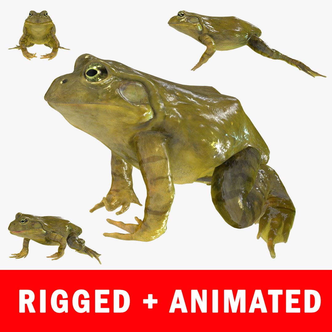Amercian Bull Frog Rigged Animated 3D Model - TurboSquid 2296557