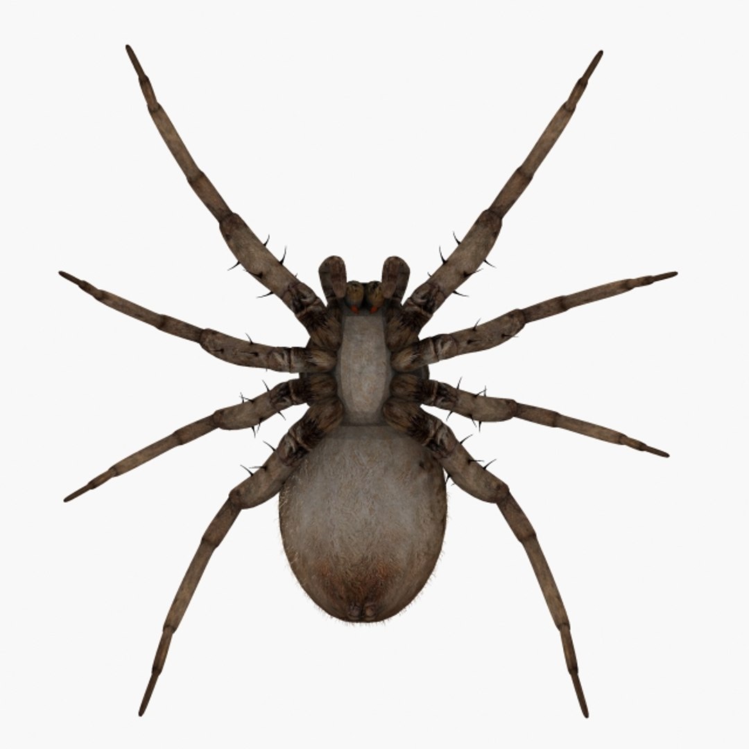 3d Model Spider Wolf