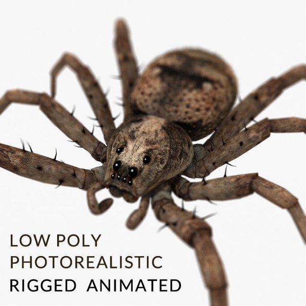 Spider 3D Models for Download | TurboSquid