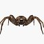 3d Model Spider Wolf