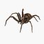 3d Model Spider Wolf