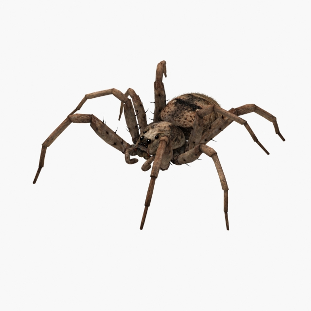 3d Model Spider Wolf