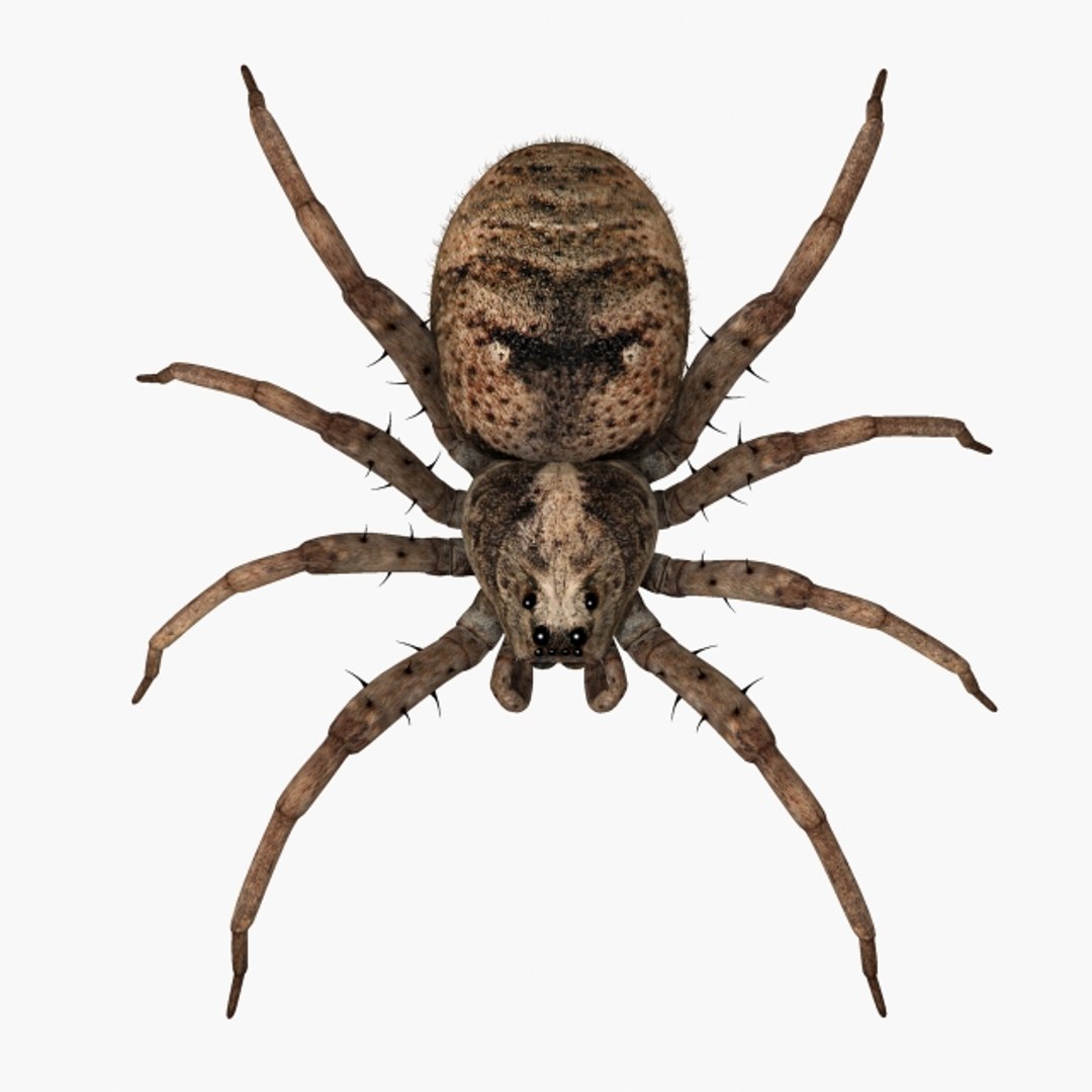 3d Model Spider Wolf