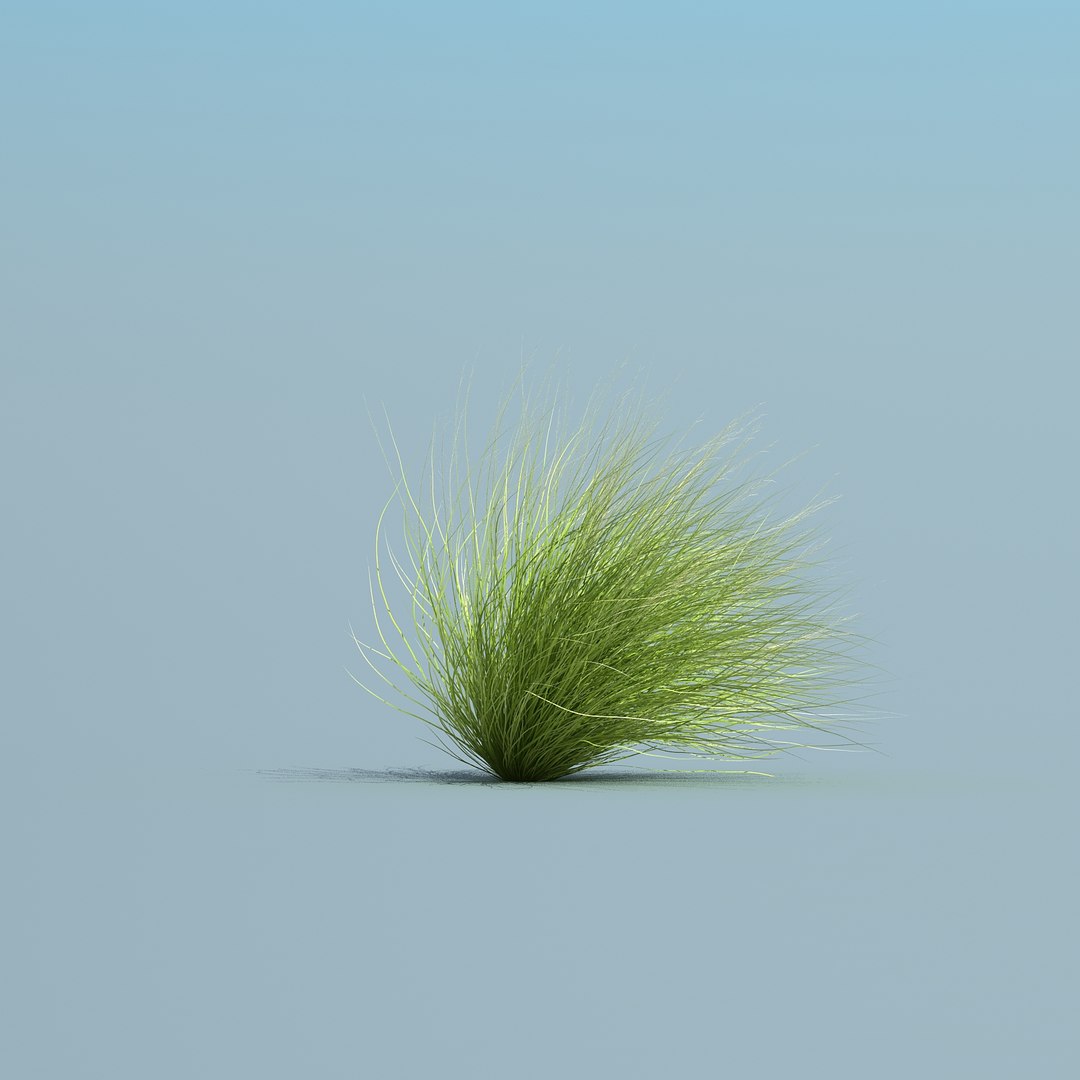 3D grass mexican feather - TurboSquid 1285757