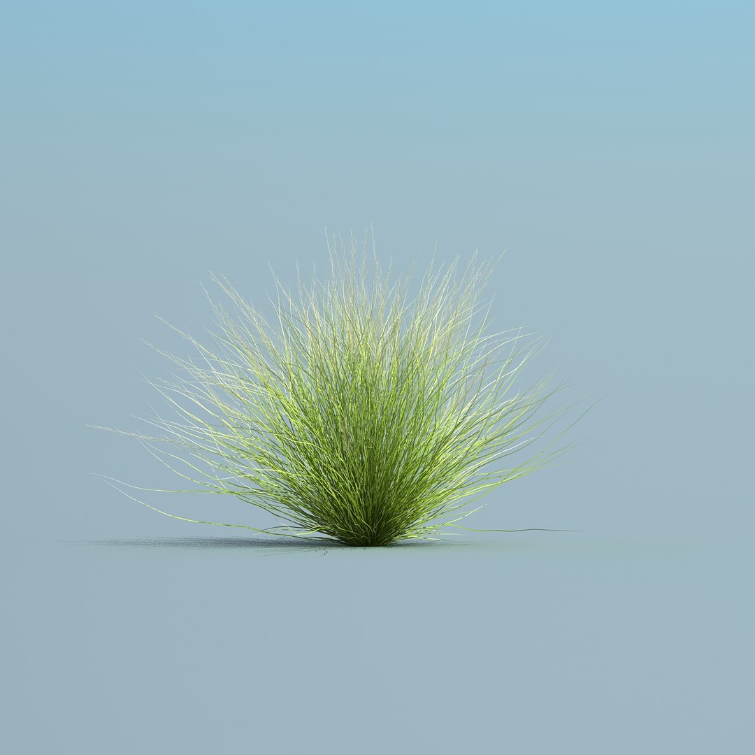 3D Grass Mexican Feather - TurboSquid 1285757