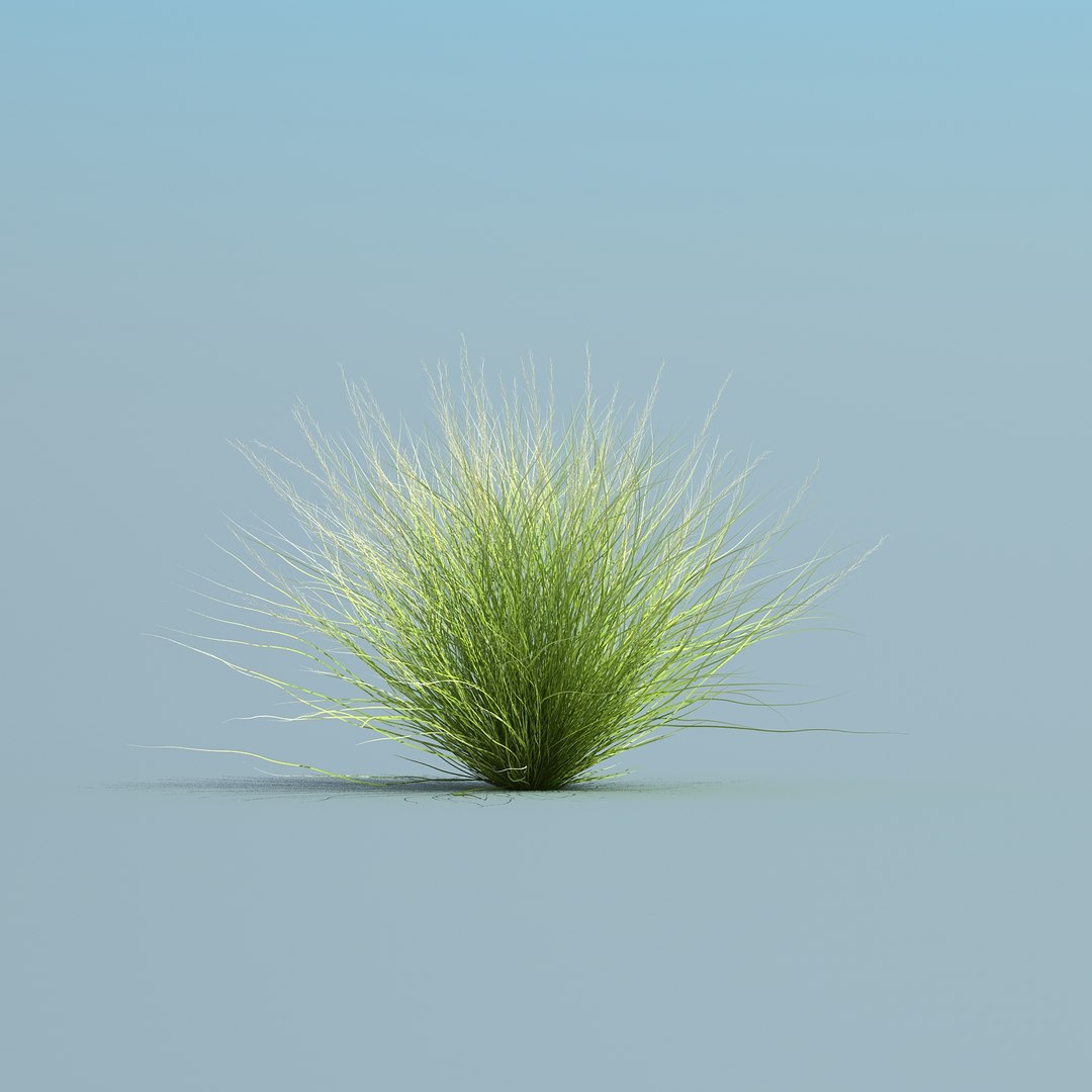 3D Grass Mexican Feather - TurboSquid 1285757
