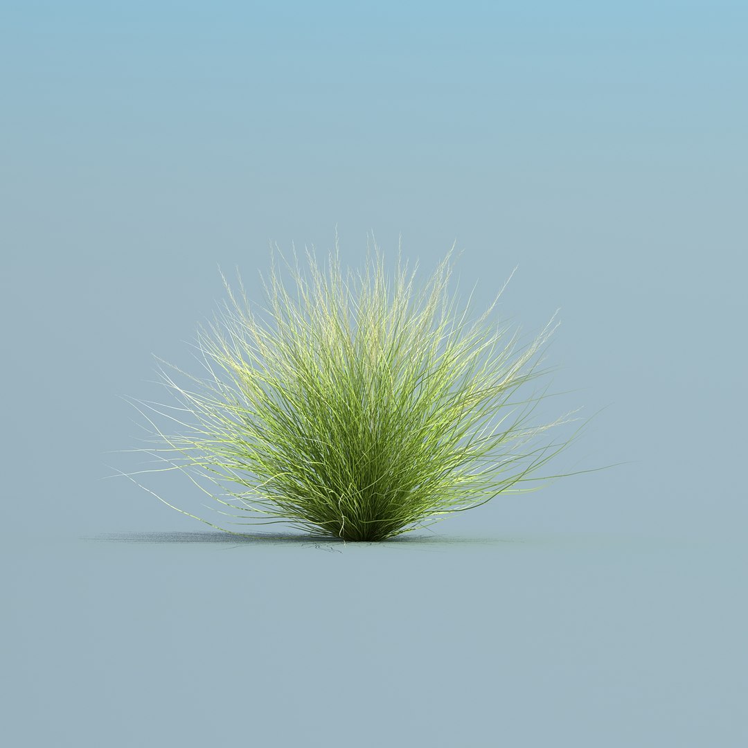 3D Grass Mexican Feather - TurboSquid 1285757