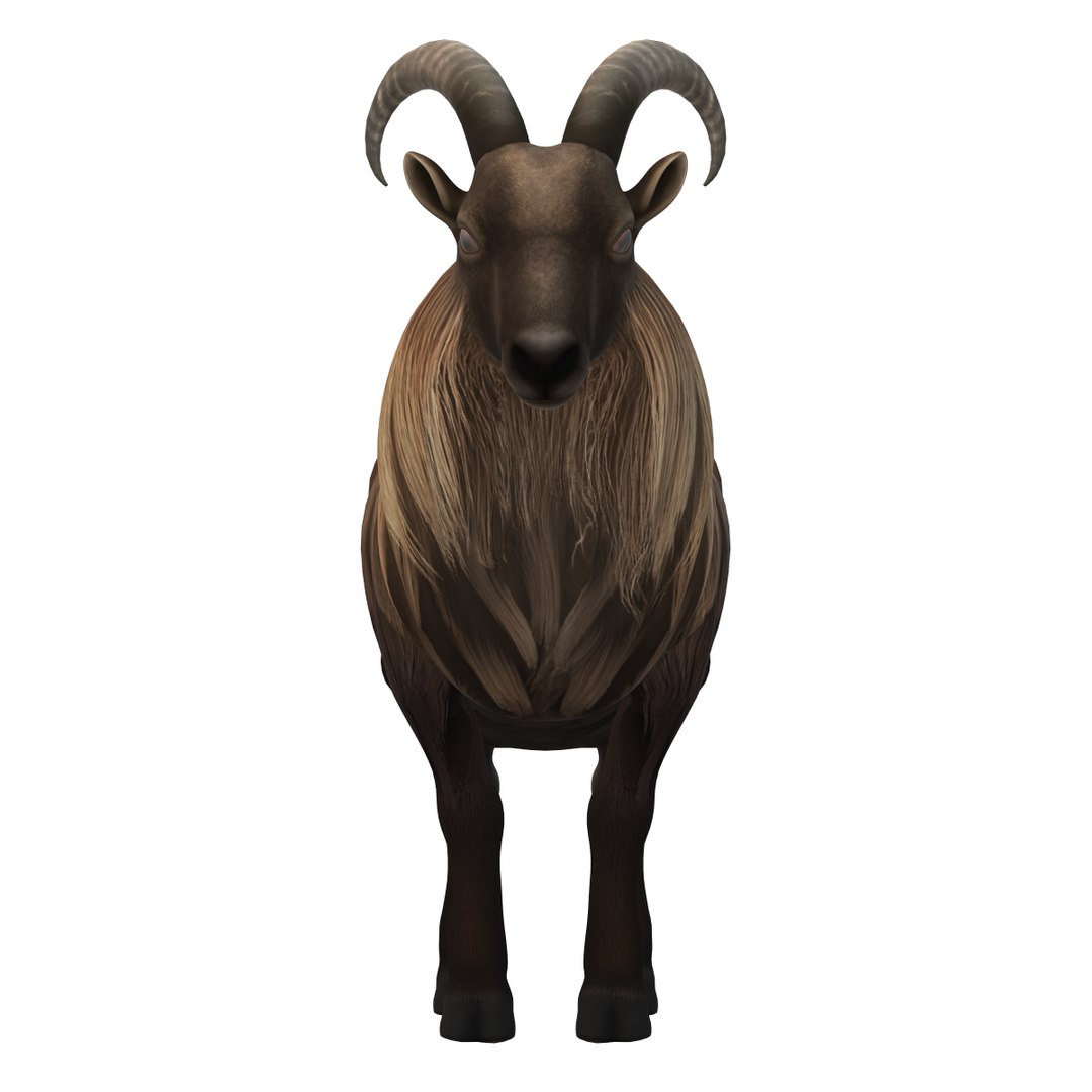 Himalayan Mountain Goat 3D Model - TurboSquid 2301634