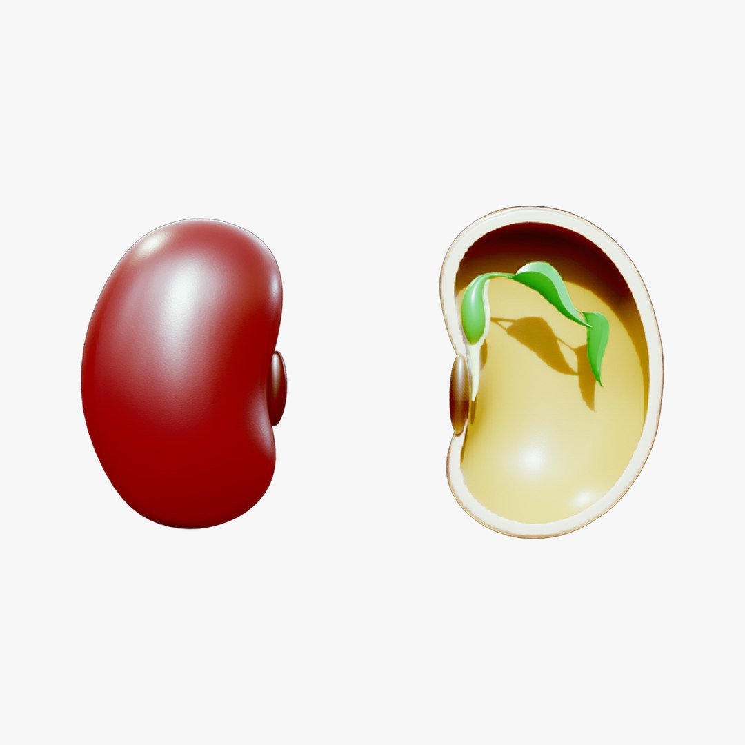 Anatomy Of A Bean Seed 3D - TurboSquid 2137092