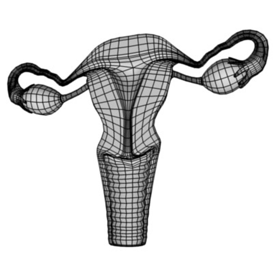 3d Uterus Section Model