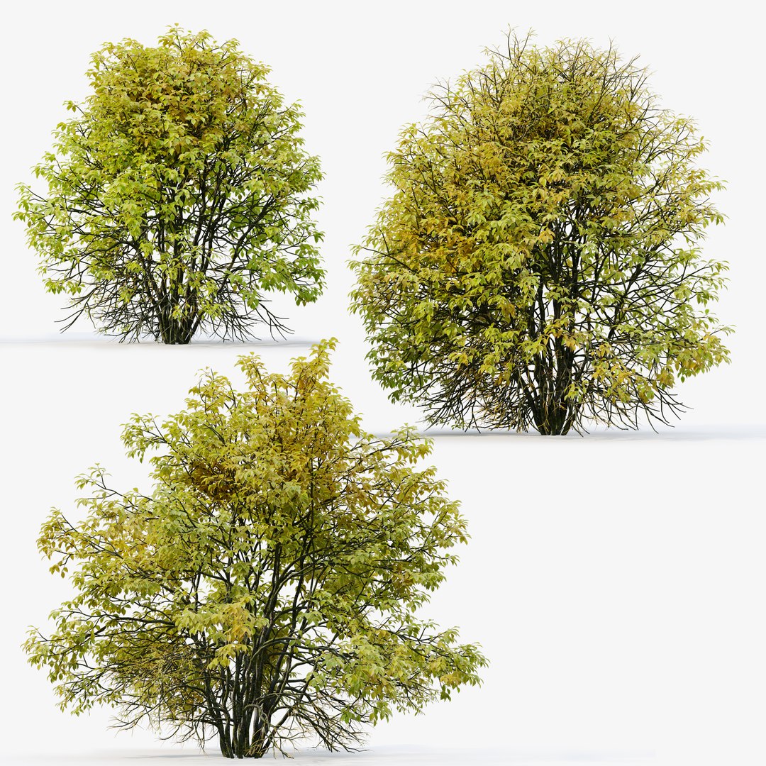 Viburnum Shrub 3D Model - TurboSquid 1990917