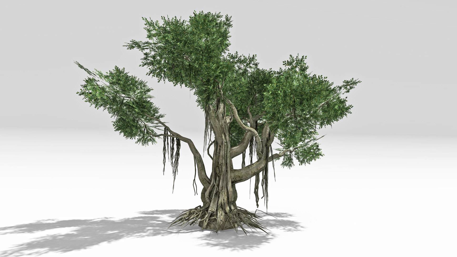 Chinese Banyan Tree-S2 Model - TurboSquid 2414241