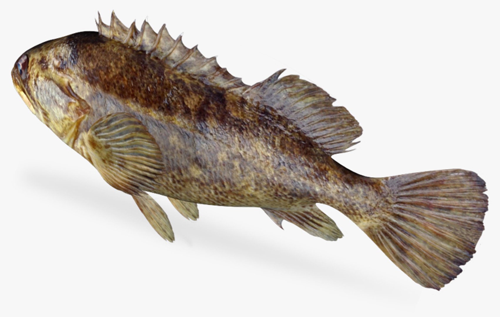 Grass Rockfish 3d X