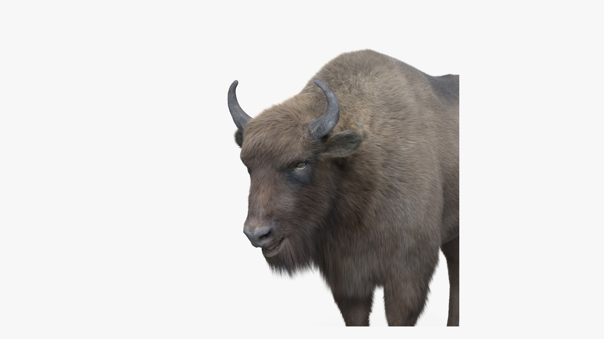 3D European Bison model - TurboSquid 2048239