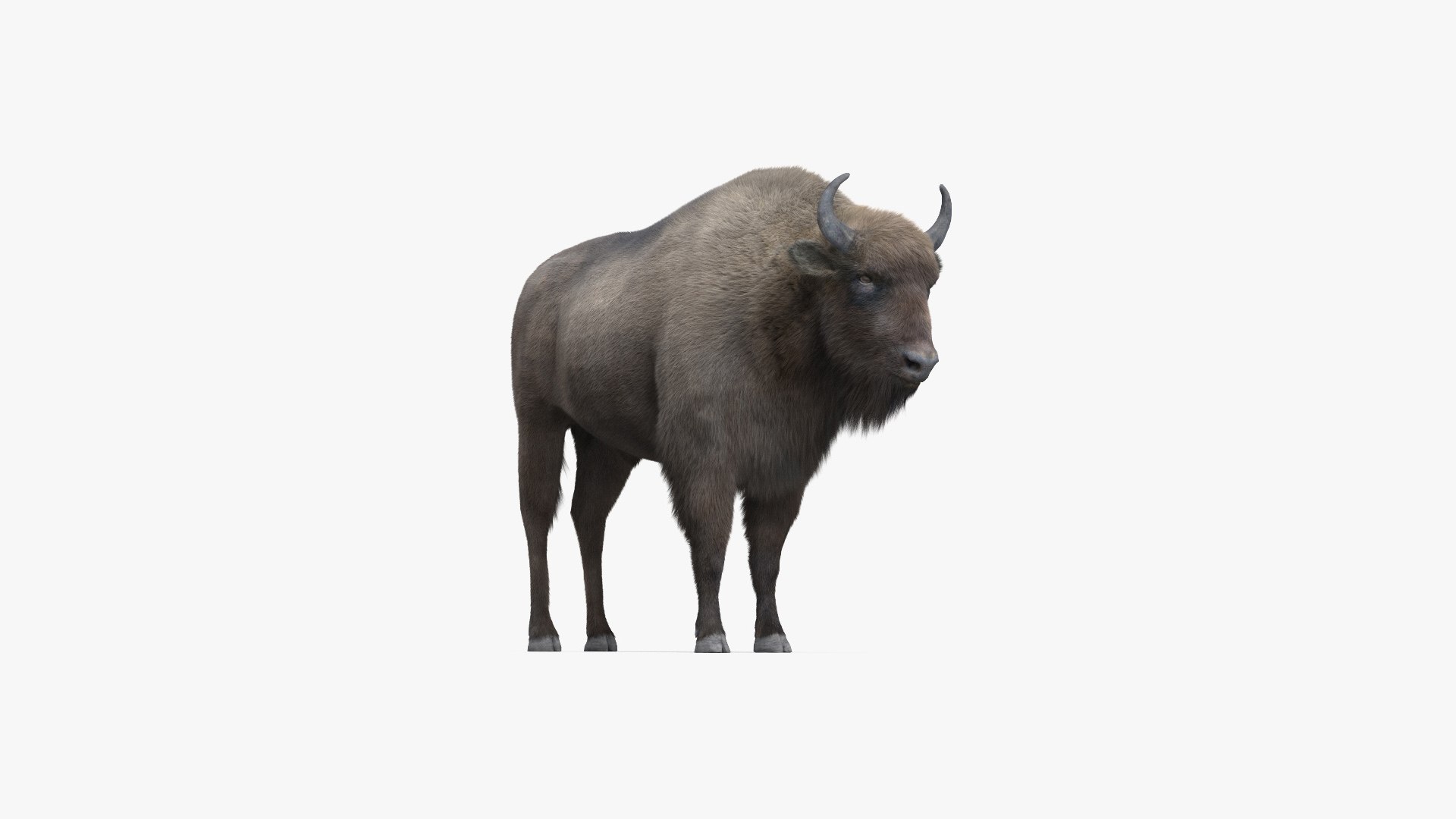 3D European Bison model - TurboSquid 2048239