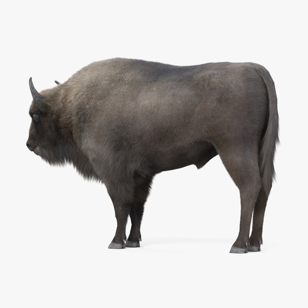 3D European Bison model - TurboSquid 2048239