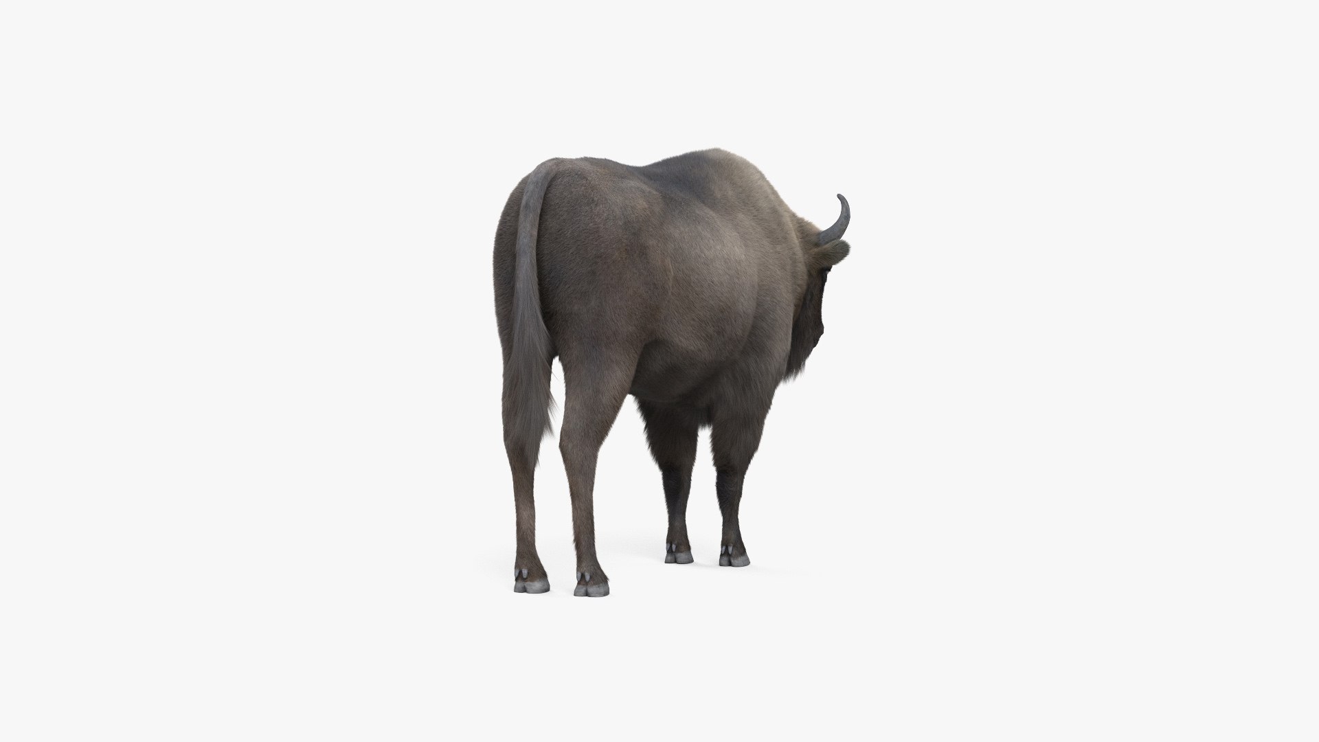 3D European Bison model - TurboSquid 2048239