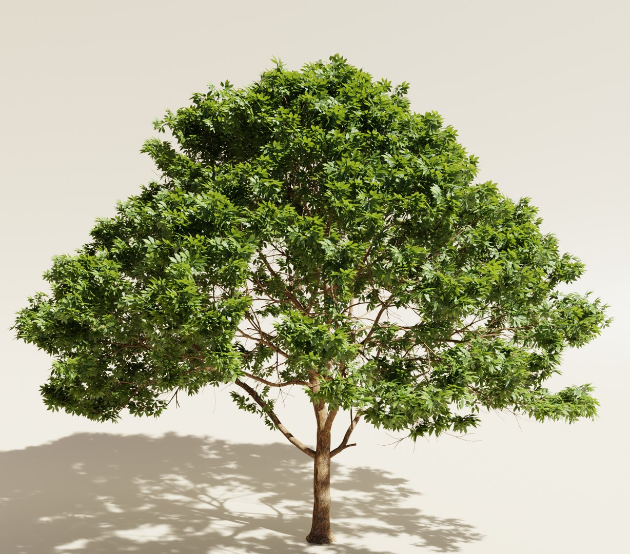 3D Ash Tree Model - TurboSquid 1606834