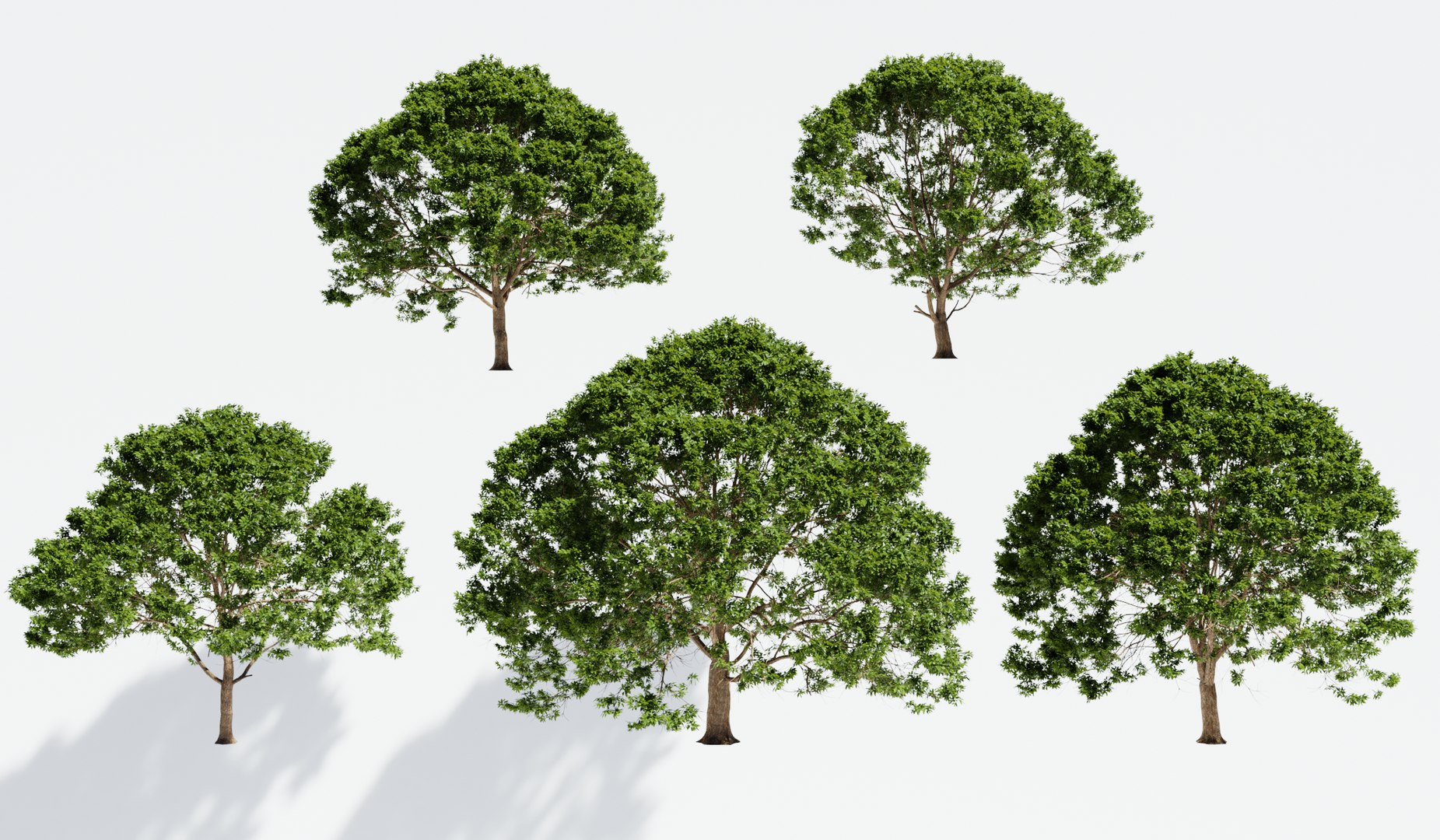 3D ash tree model - TurboSquid 1606834