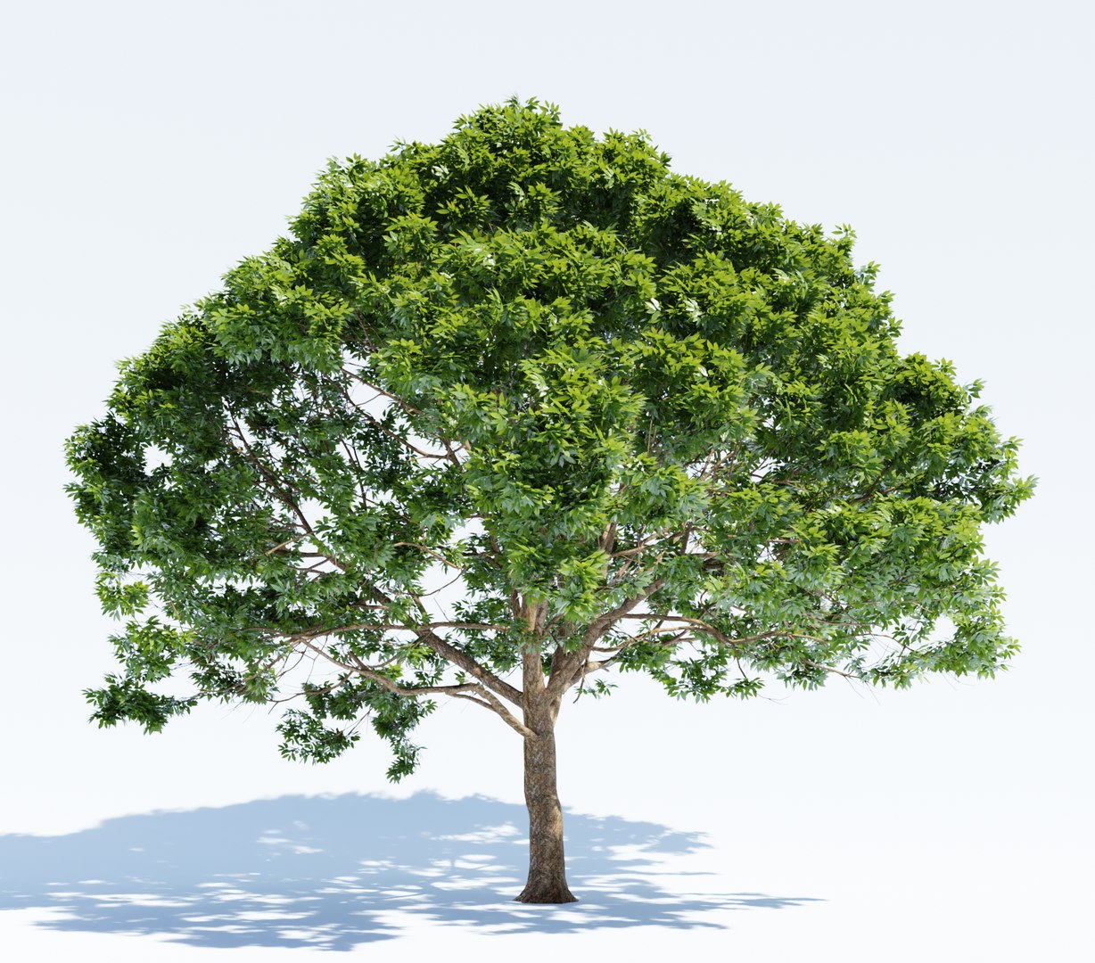 3D Ash Tree Model - TurboSquid 1606834