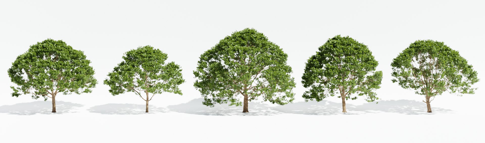 3D Ash Tree Model - TurboSquid 1606834