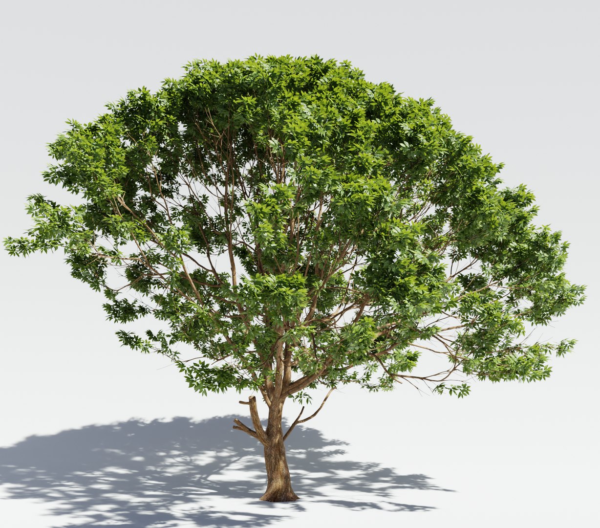 3D Ash Tree Model - TurboSquid 1606834