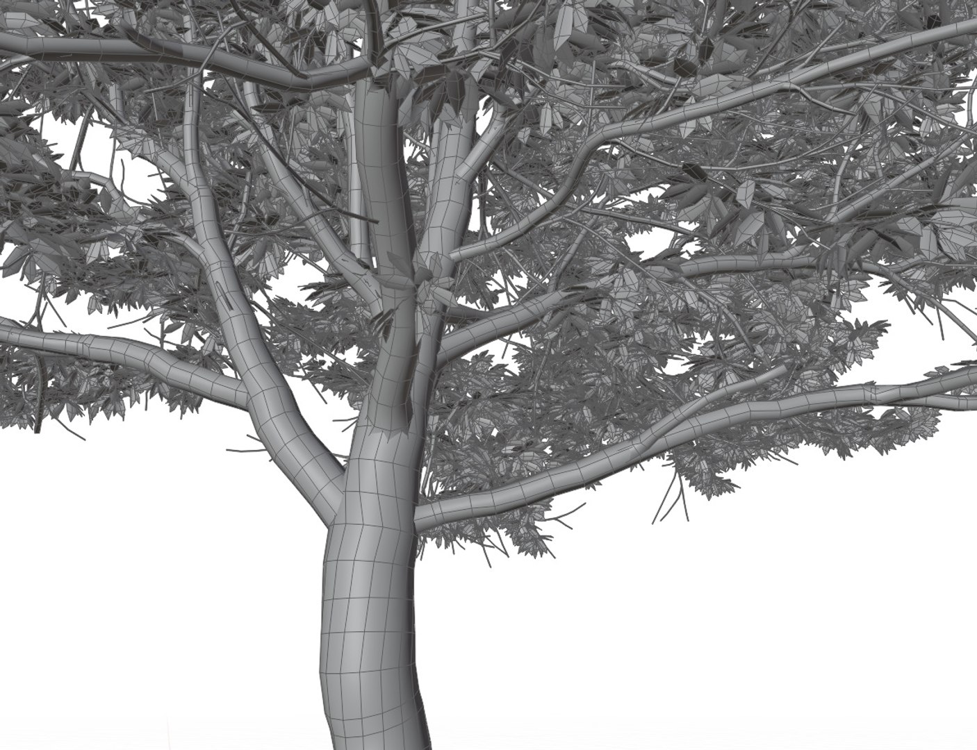 3D Ash Tree Model - TurboSquid 1606834