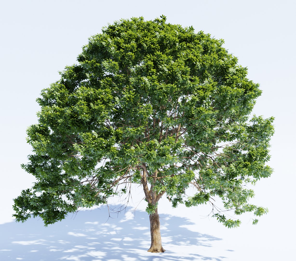 3D Ash Tree Model - TurboSquid 1606834