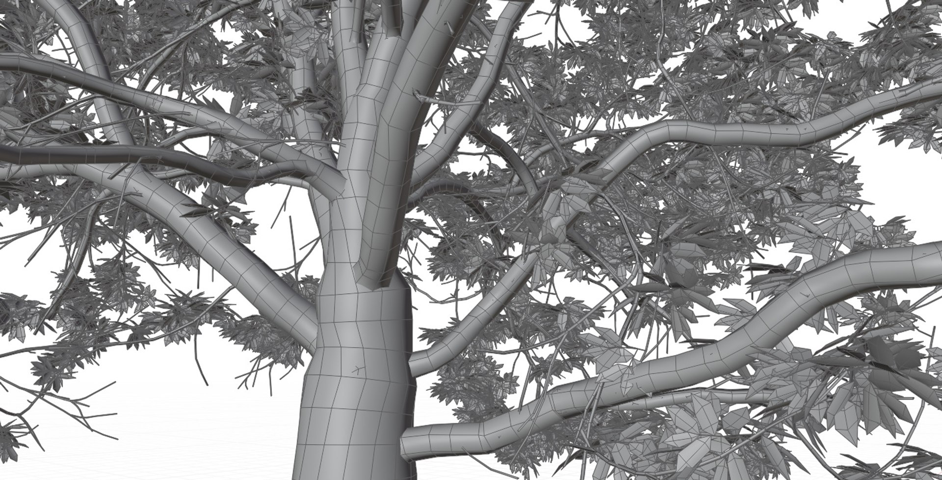 3D Ash Tree Model - TurboSquid 1606834