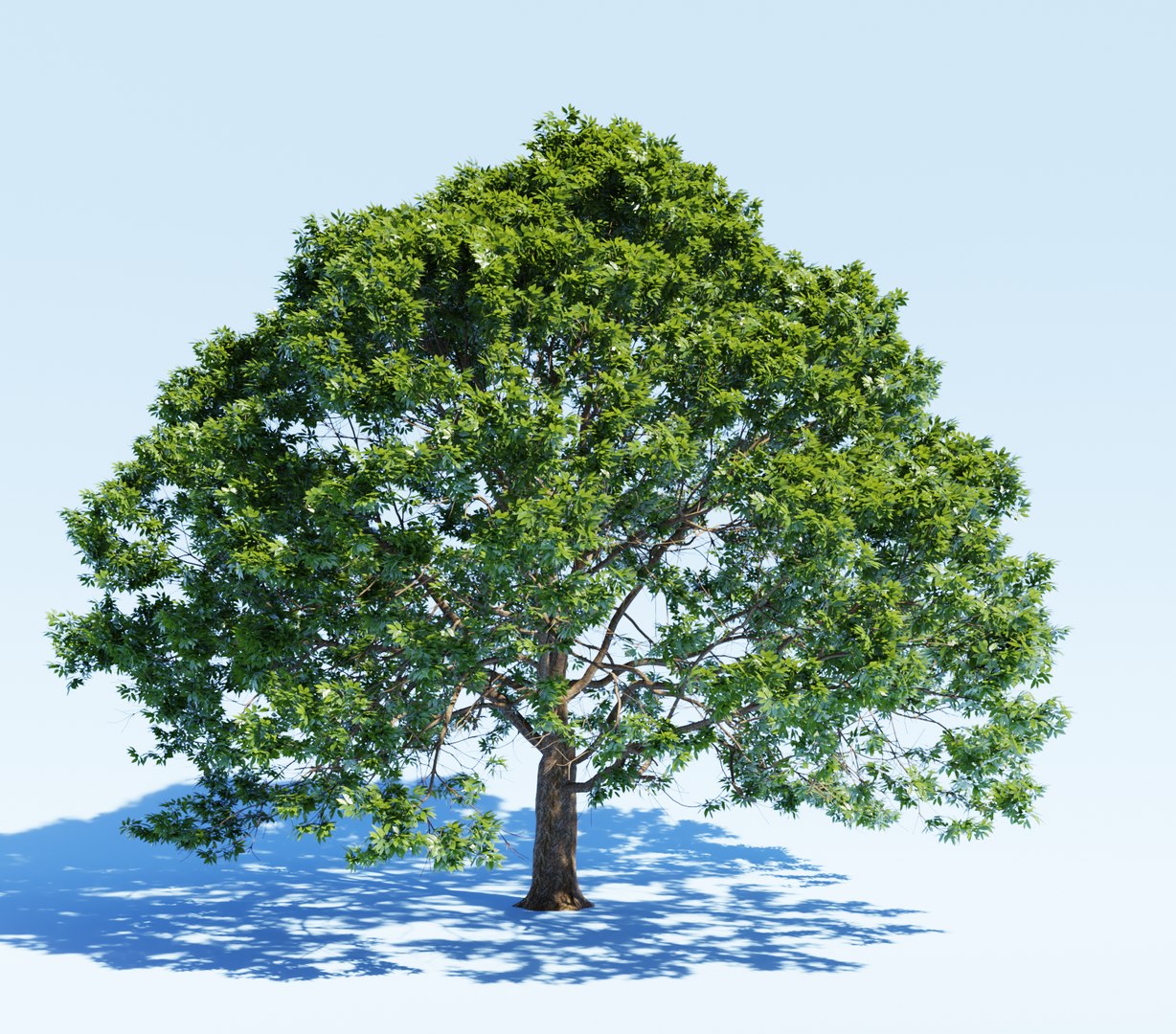 3D Ash Tree Model - TurboSquid 1606834