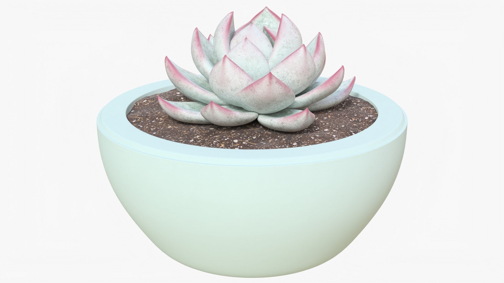 3D Succulent 02 D - TurboSquid 1987487