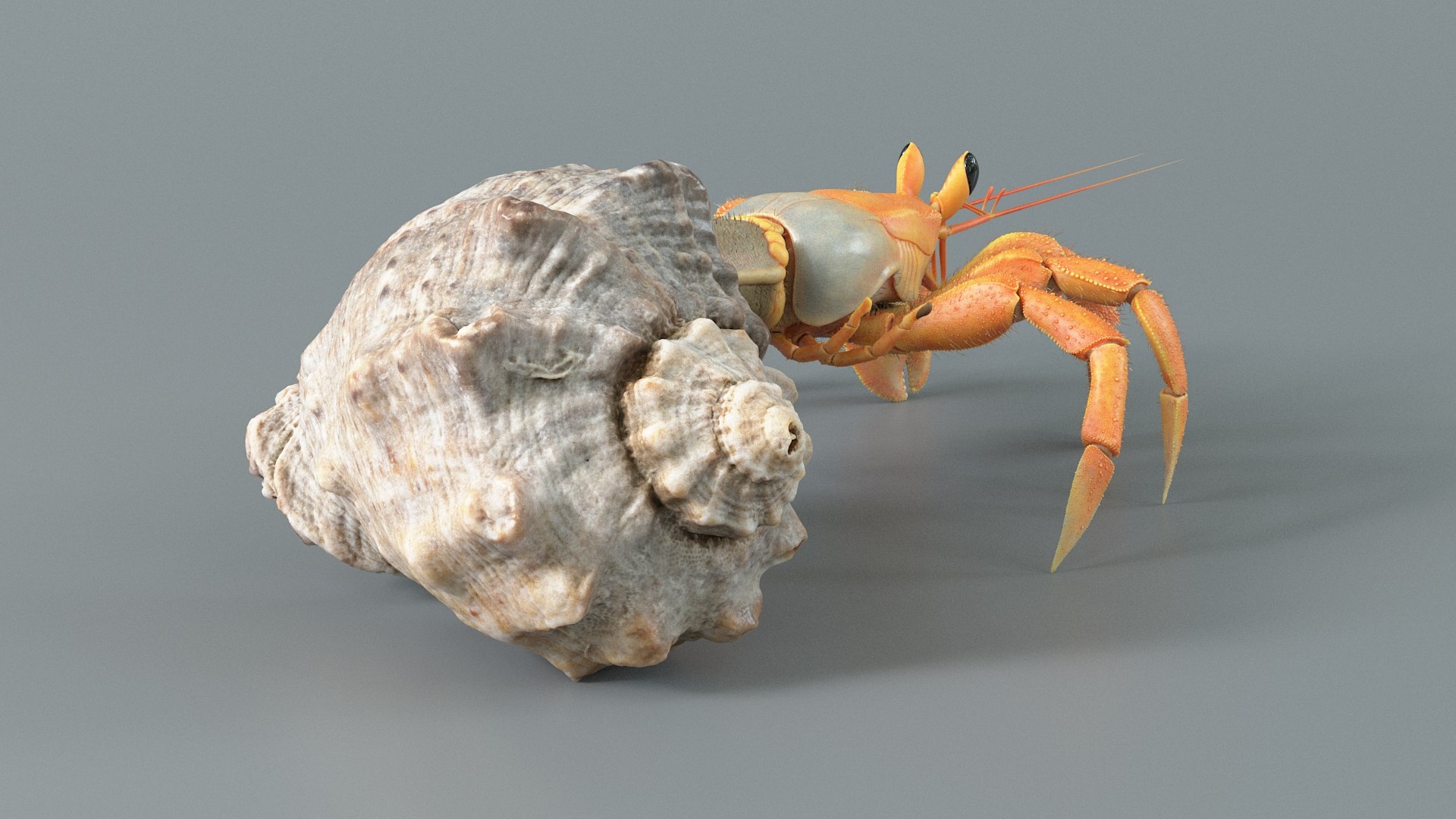 3D Model Hermit Crab Static - TurboSquid 2428160