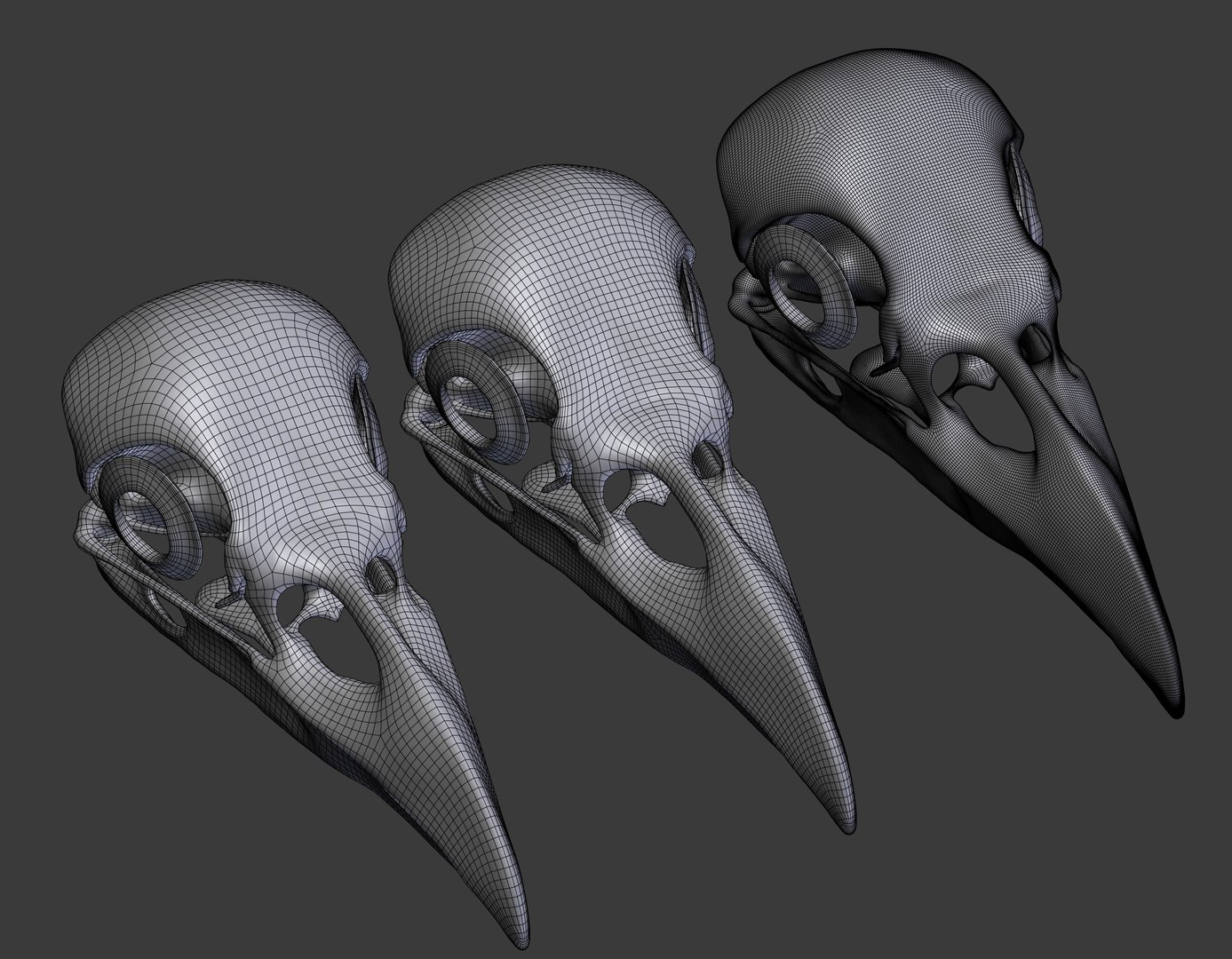 3d Raven Skull Model