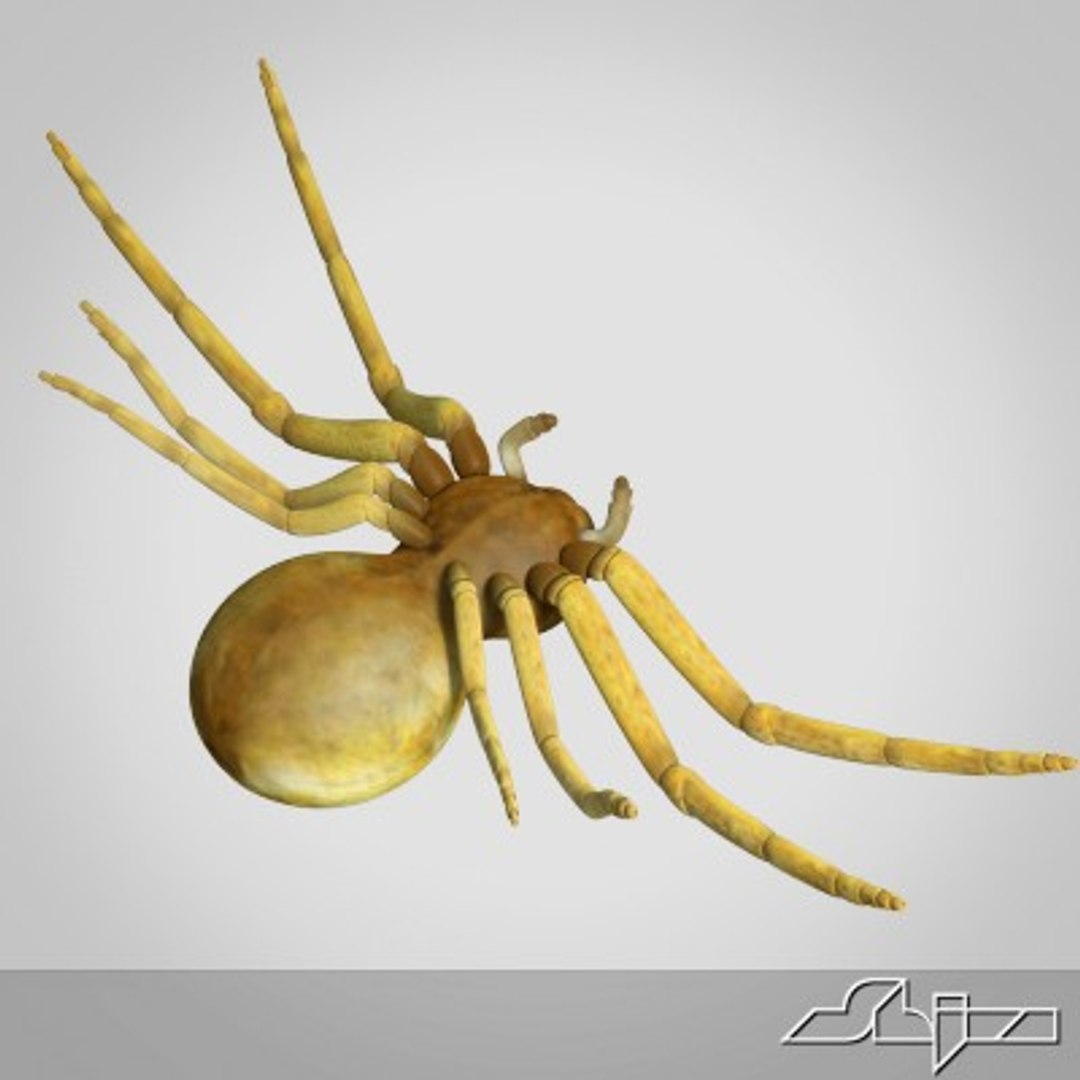 3d Model Spider