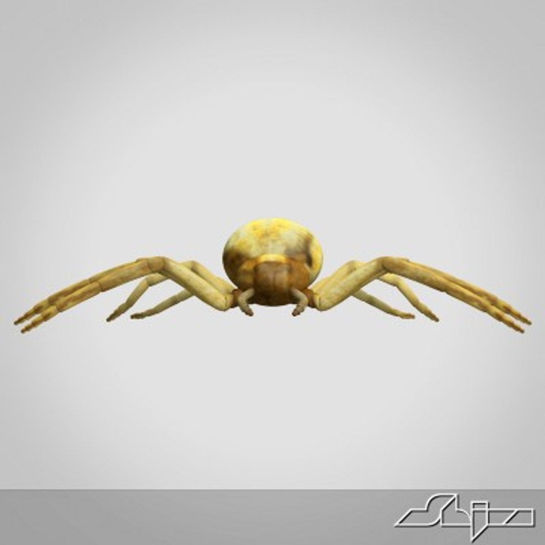3d Model Spider